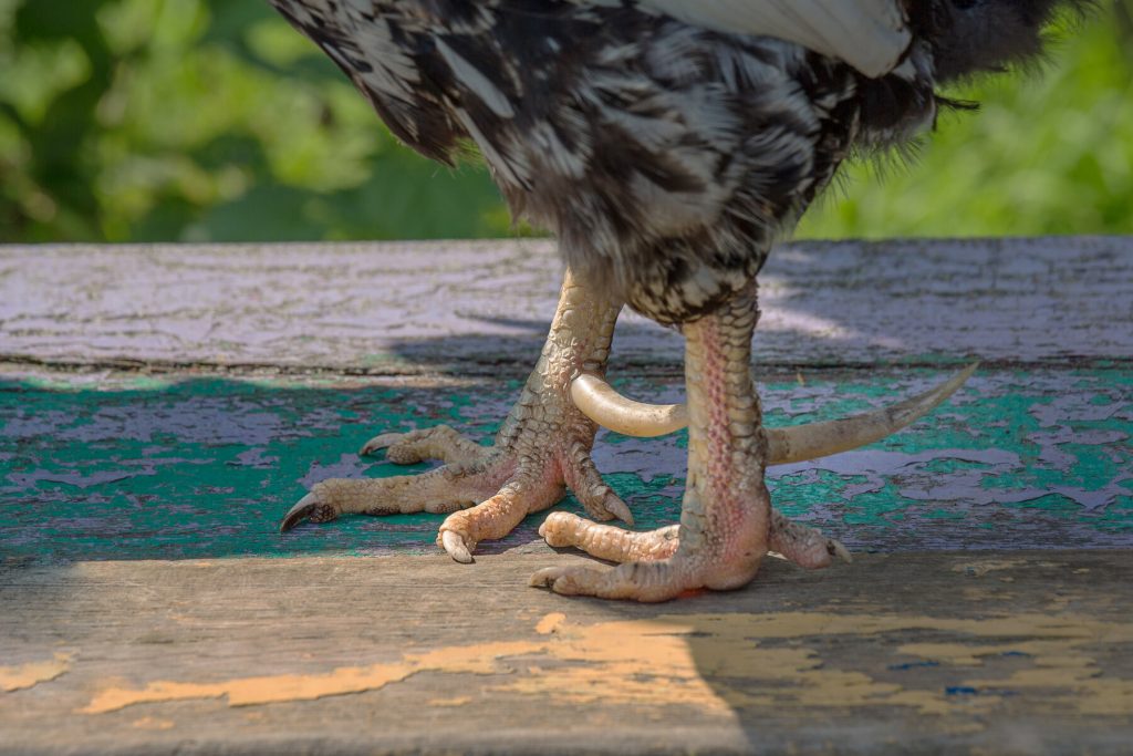 Chicken Spurs: Who Gets Them? - Backyard Poultry